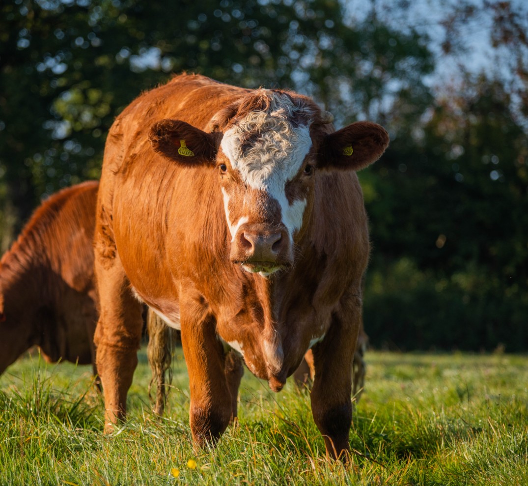 Luckington Farm